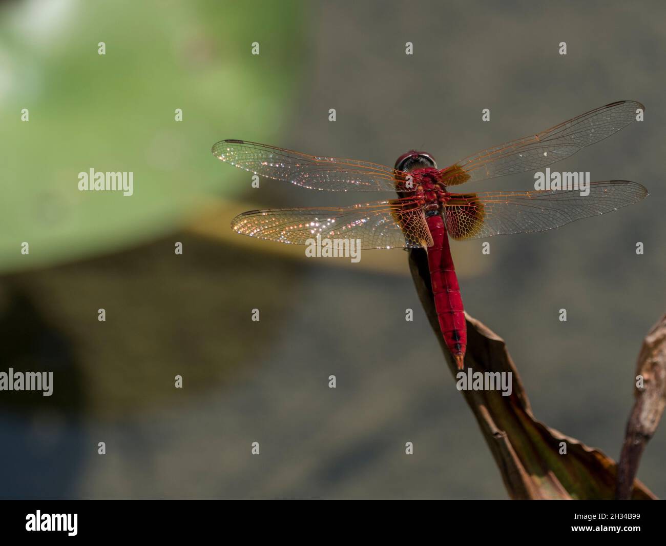 Griffinflies hi-res stock photography and images - Alamy