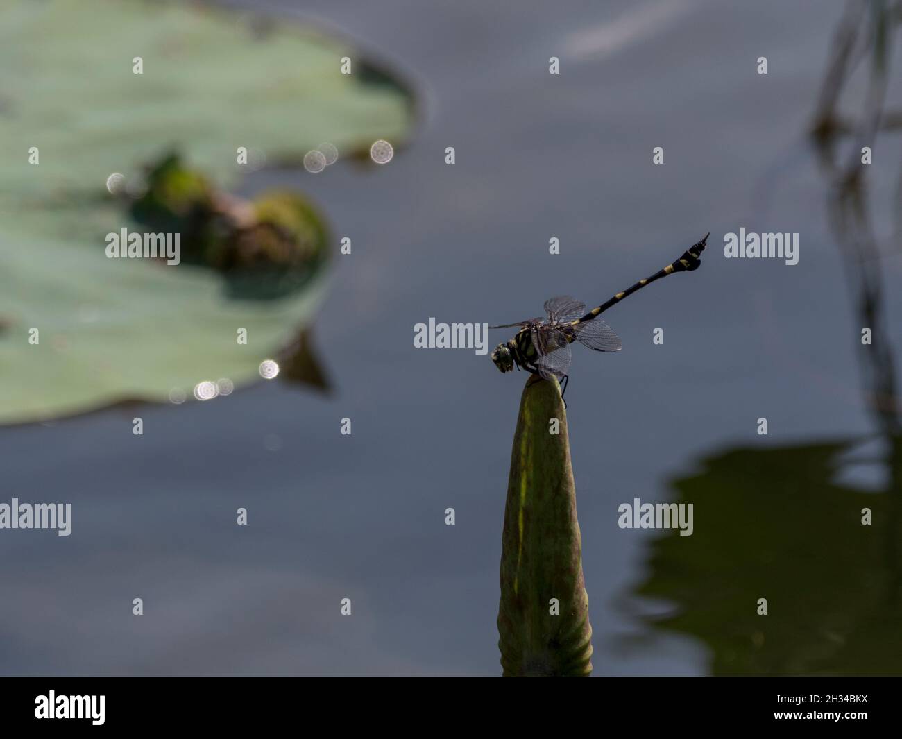 Griffinflies hi-res stock photography and images - Alamy