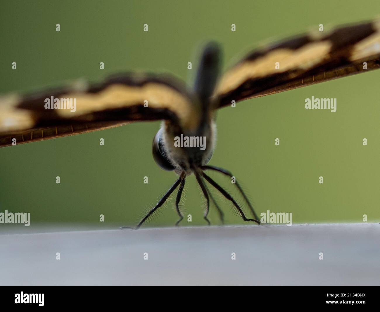 Flutterer hi-res stock photography and images - Alamy