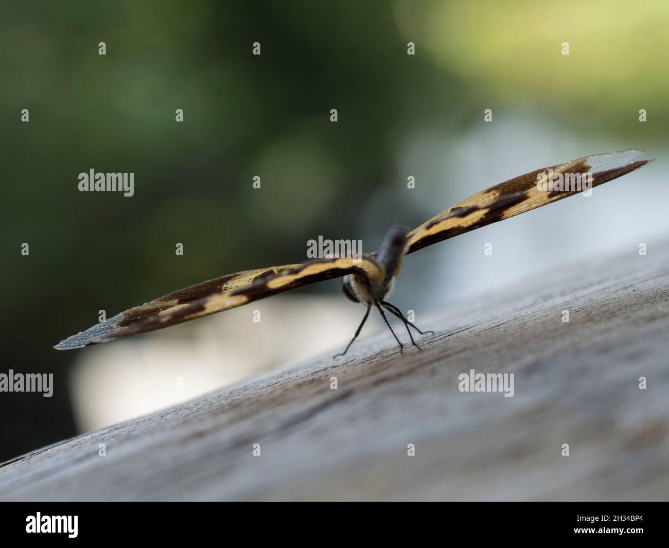 Flutterer hi-res stock photography and images - Alamy