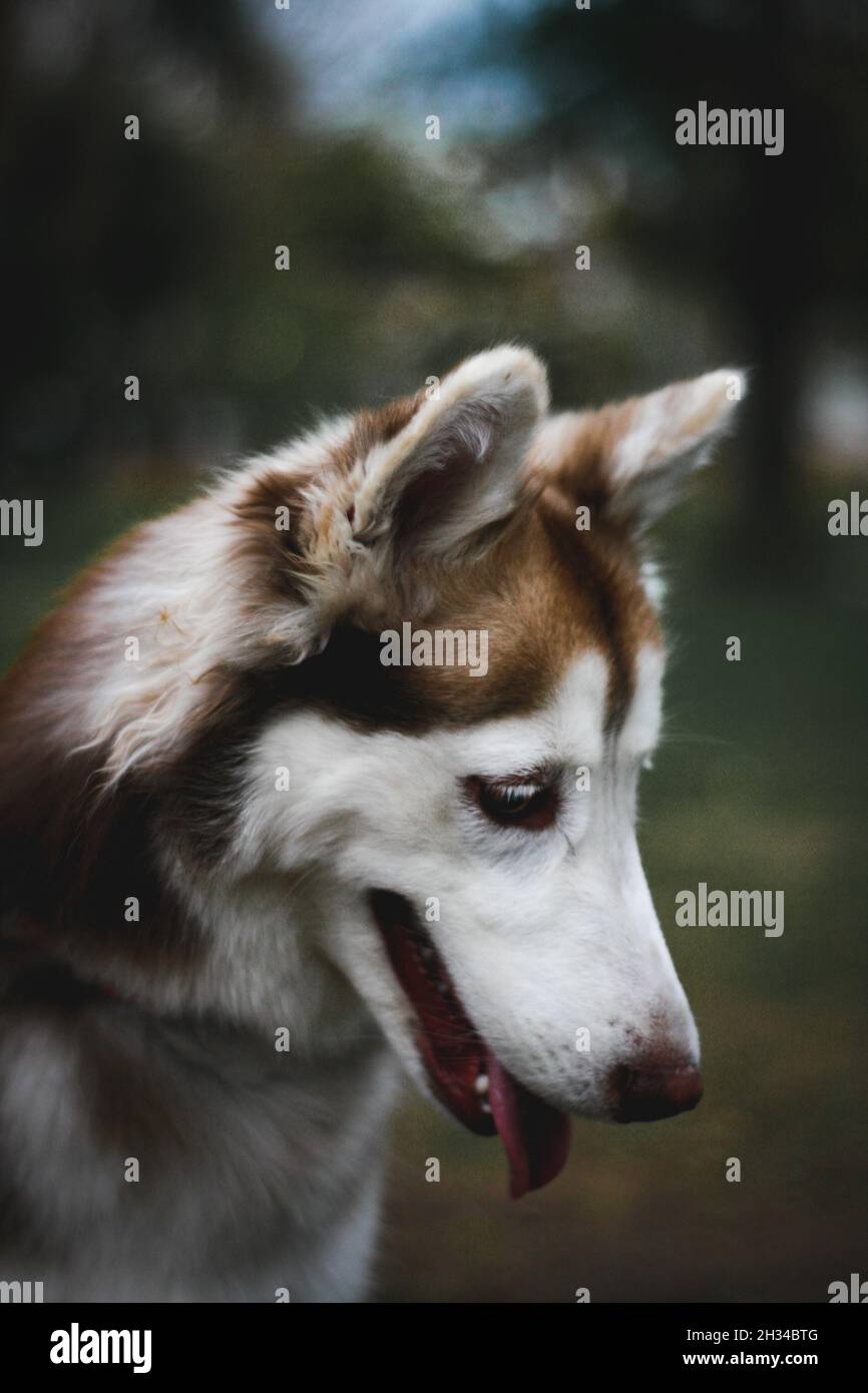 Vertical portrait of a Siberian Husky dog in the park Stock Photo - Alamy