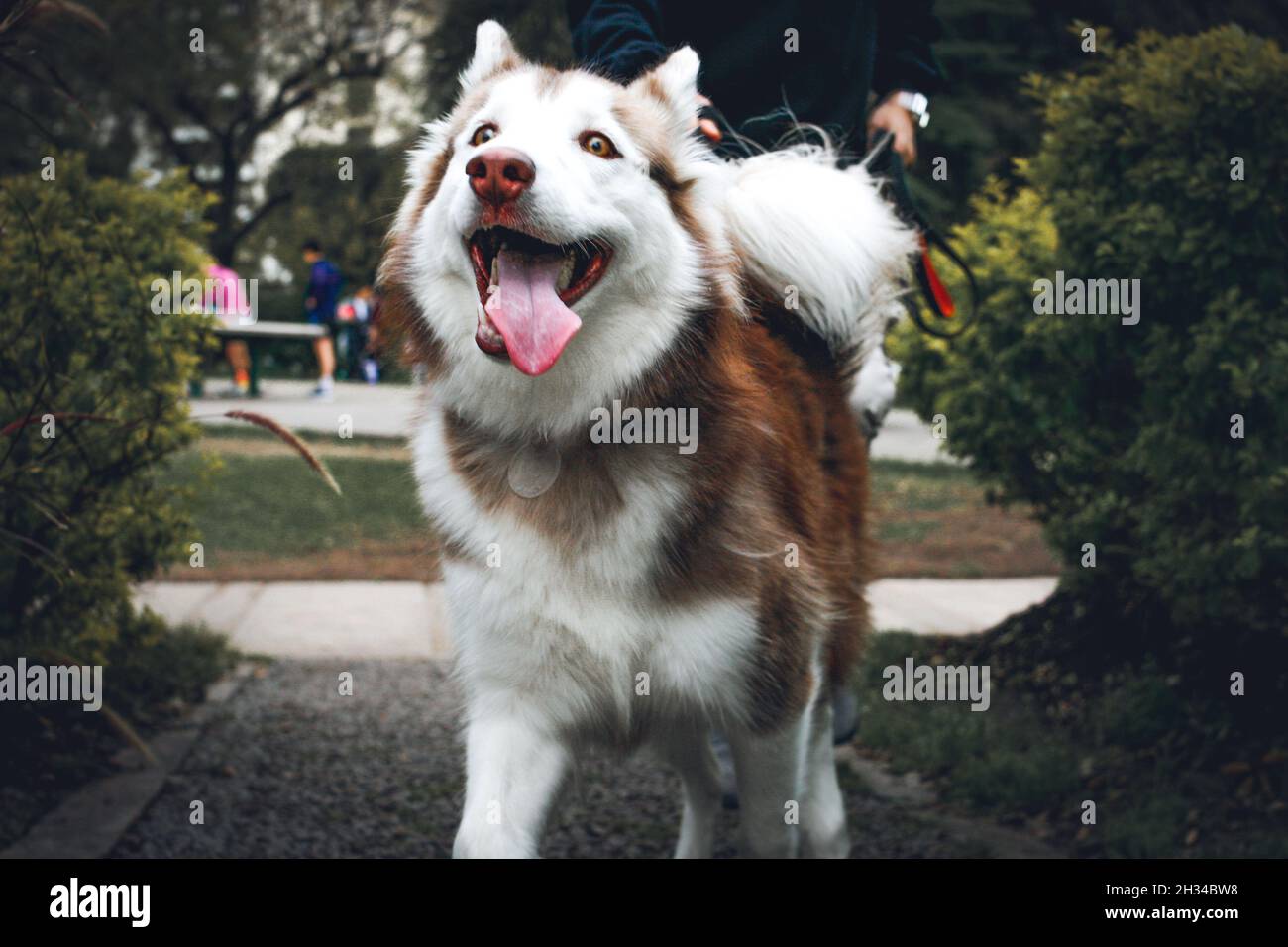 Selective focus shot of a Siberian Husky dog in the park Stock Photo ...