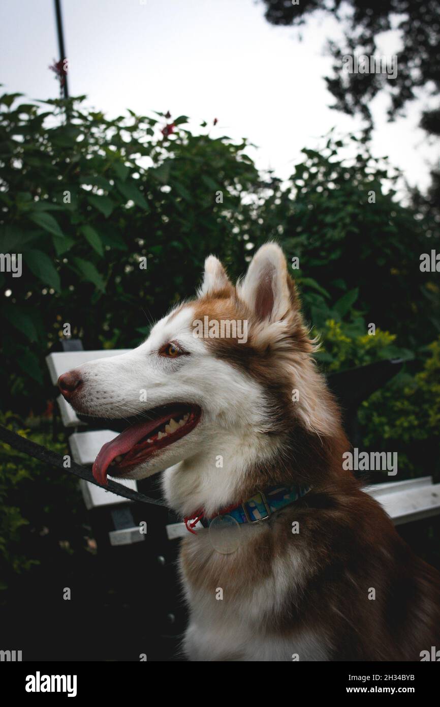 Vertical shot beautiful husky hi-res stock photography and images - Alamy