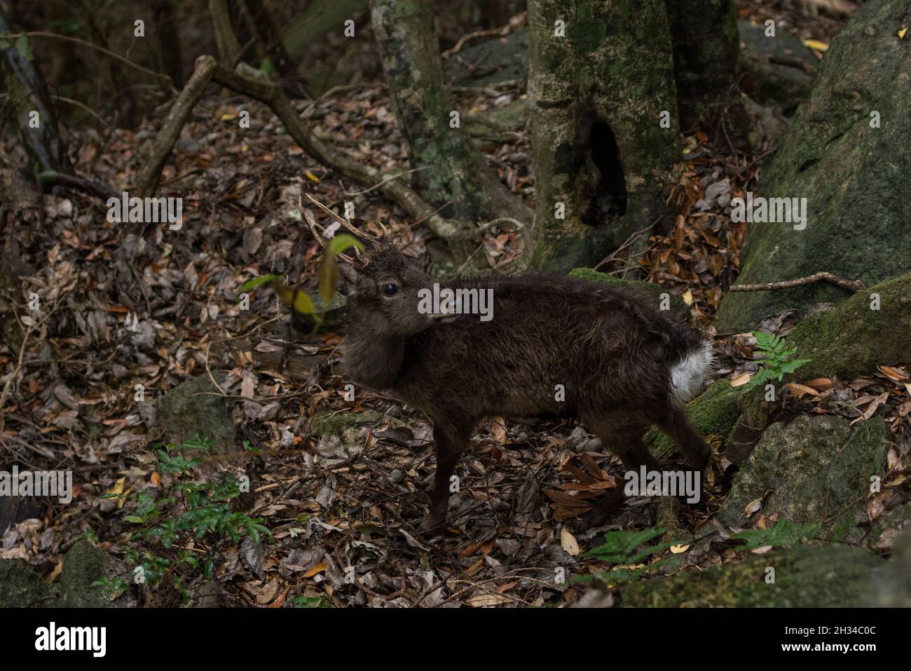 Yakushima unesco hi-res stock photography and images - Alamy