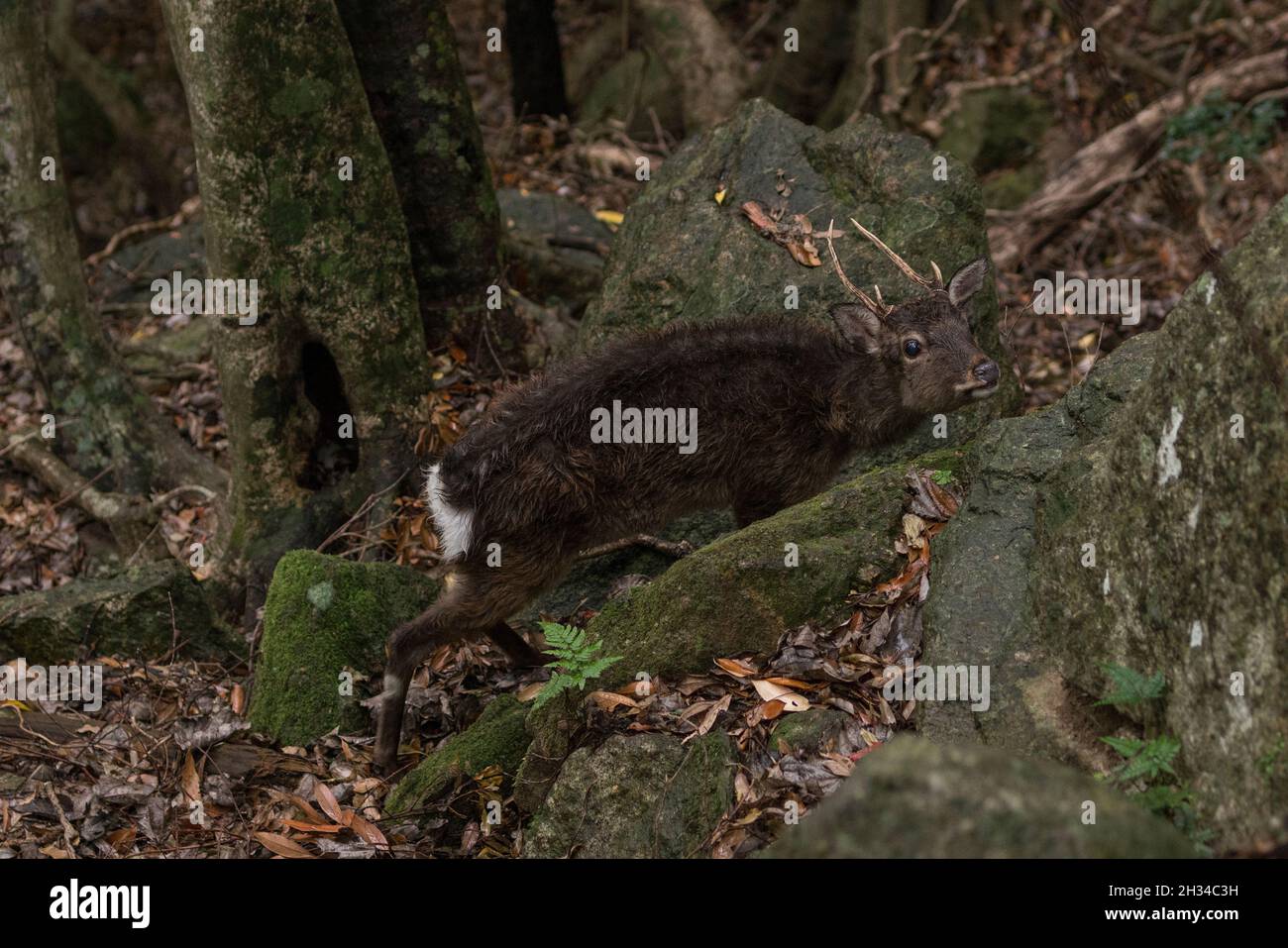 Cervus nippon yakushima hi-res stock photography and images - Alamy