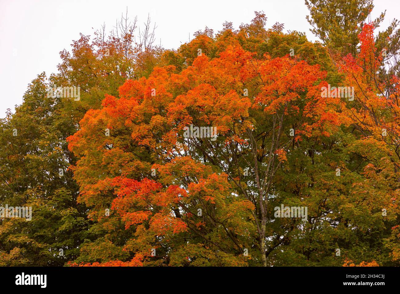 WARREN, VERMONT, USA - Fall foliage, autumn color in Mad River Valley ...