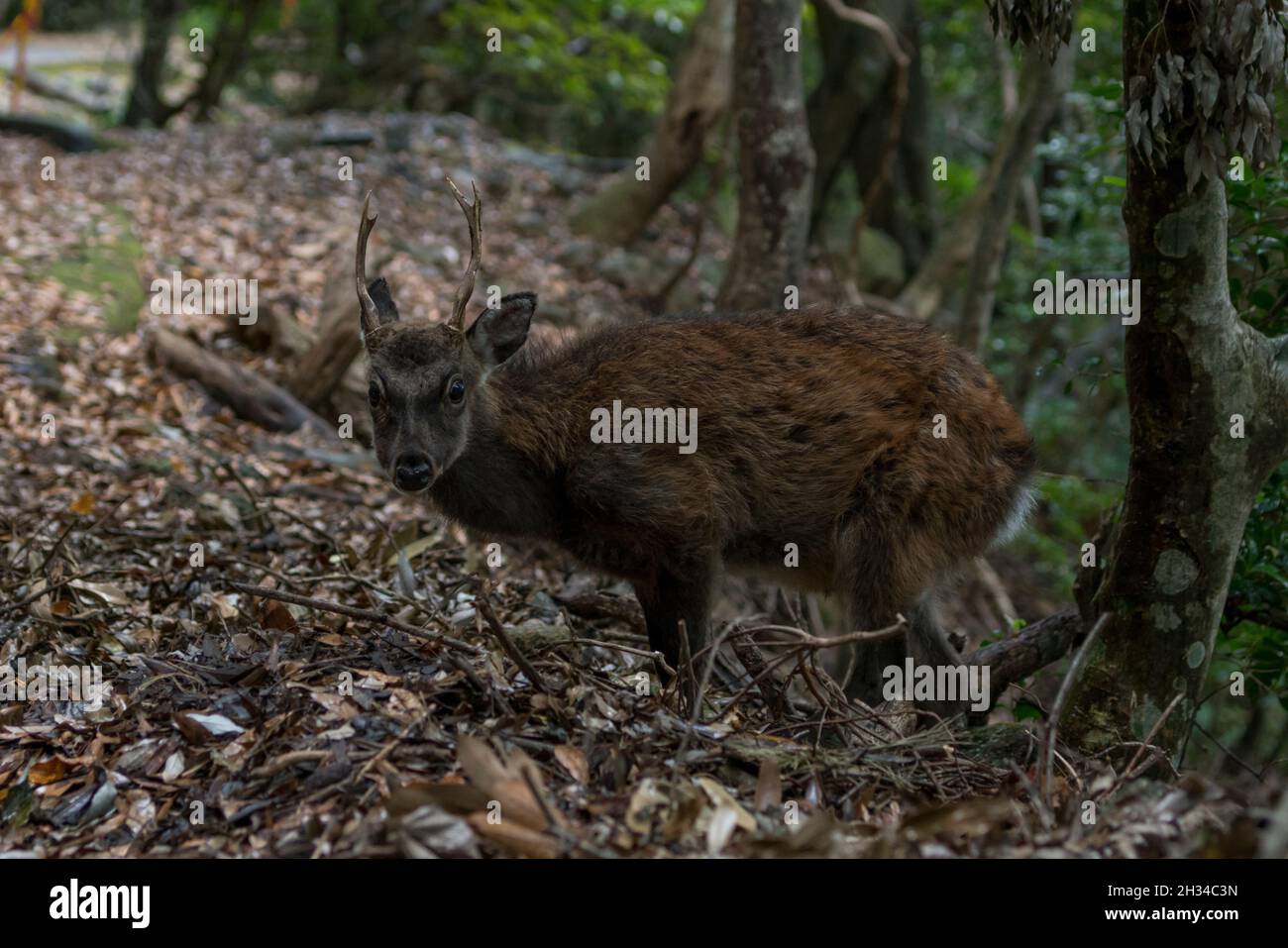 Cervus nippon yakushimae hi-res stock photography and images - Alamy