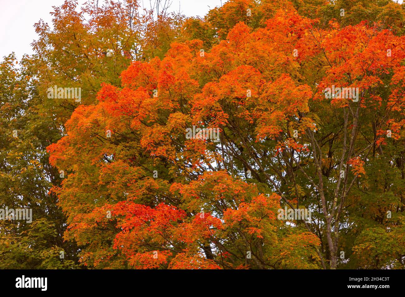 WARREN, VERMONT, USA - Fall foliage, autumn color in Mad River Valley ...