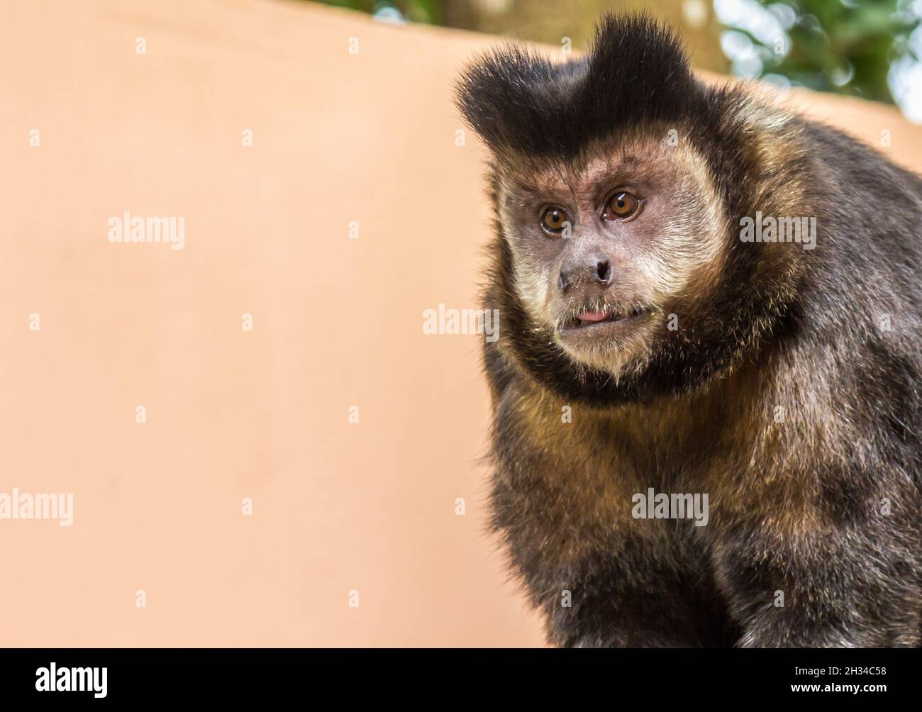Capuchin monkeys eyes hi-res stock photography and images - Alamy