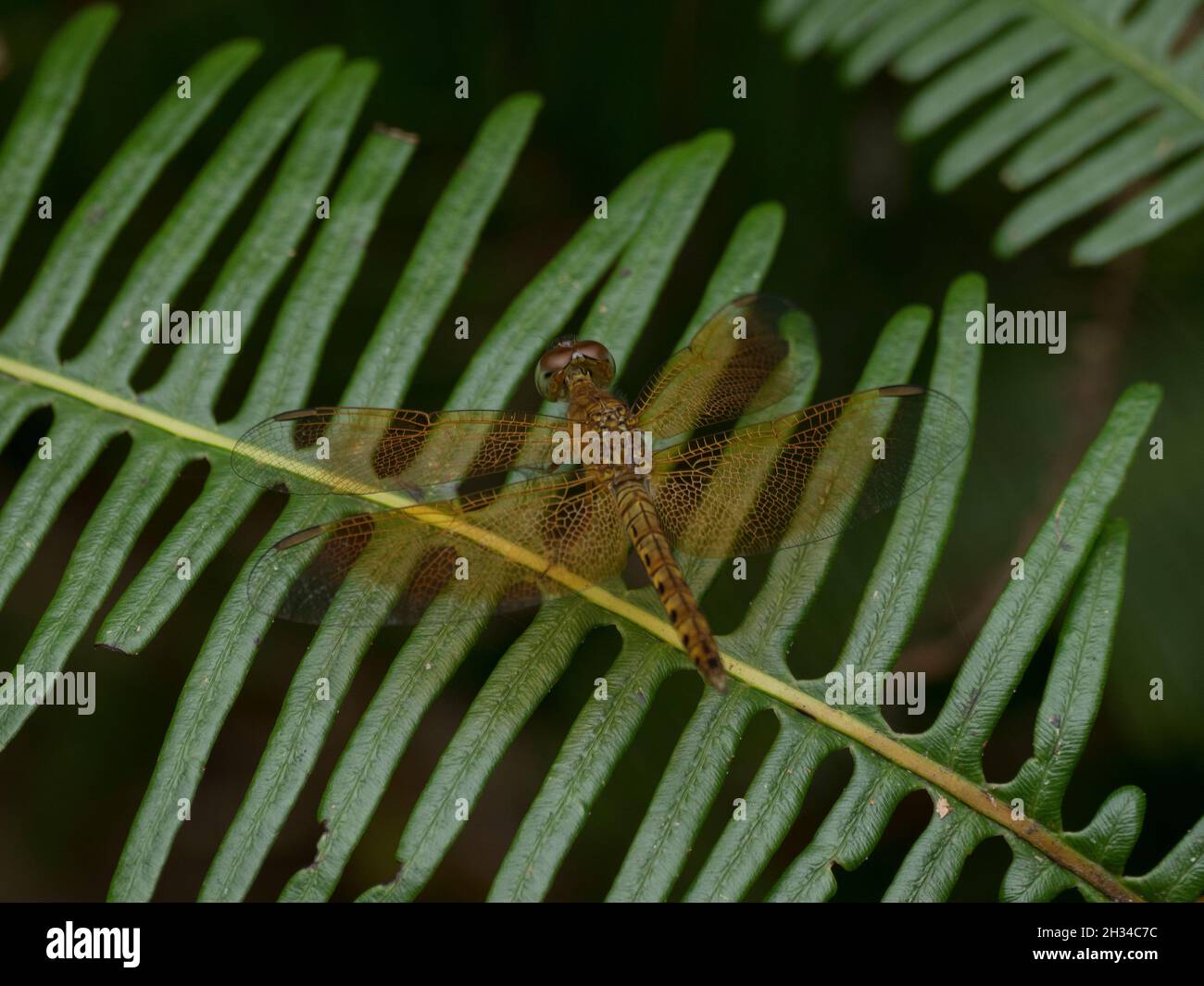 Griffinflies hi-res stock photography and images - Alamy