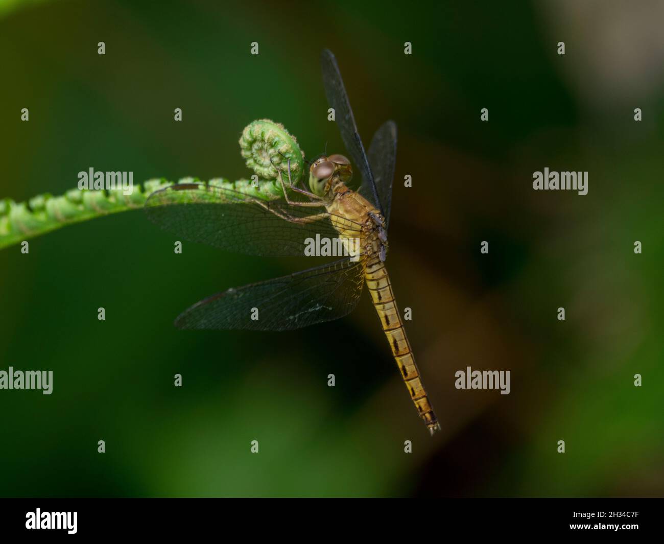 Griffinflies hi-res stock photography and images - Alamy