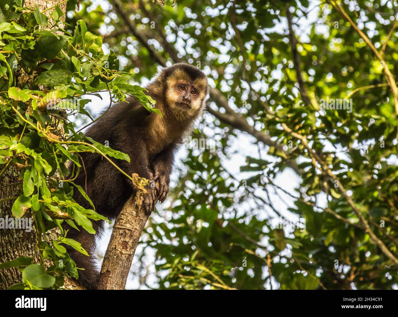 Closeup shot of capuchin monkey Stock Photo - Alamy