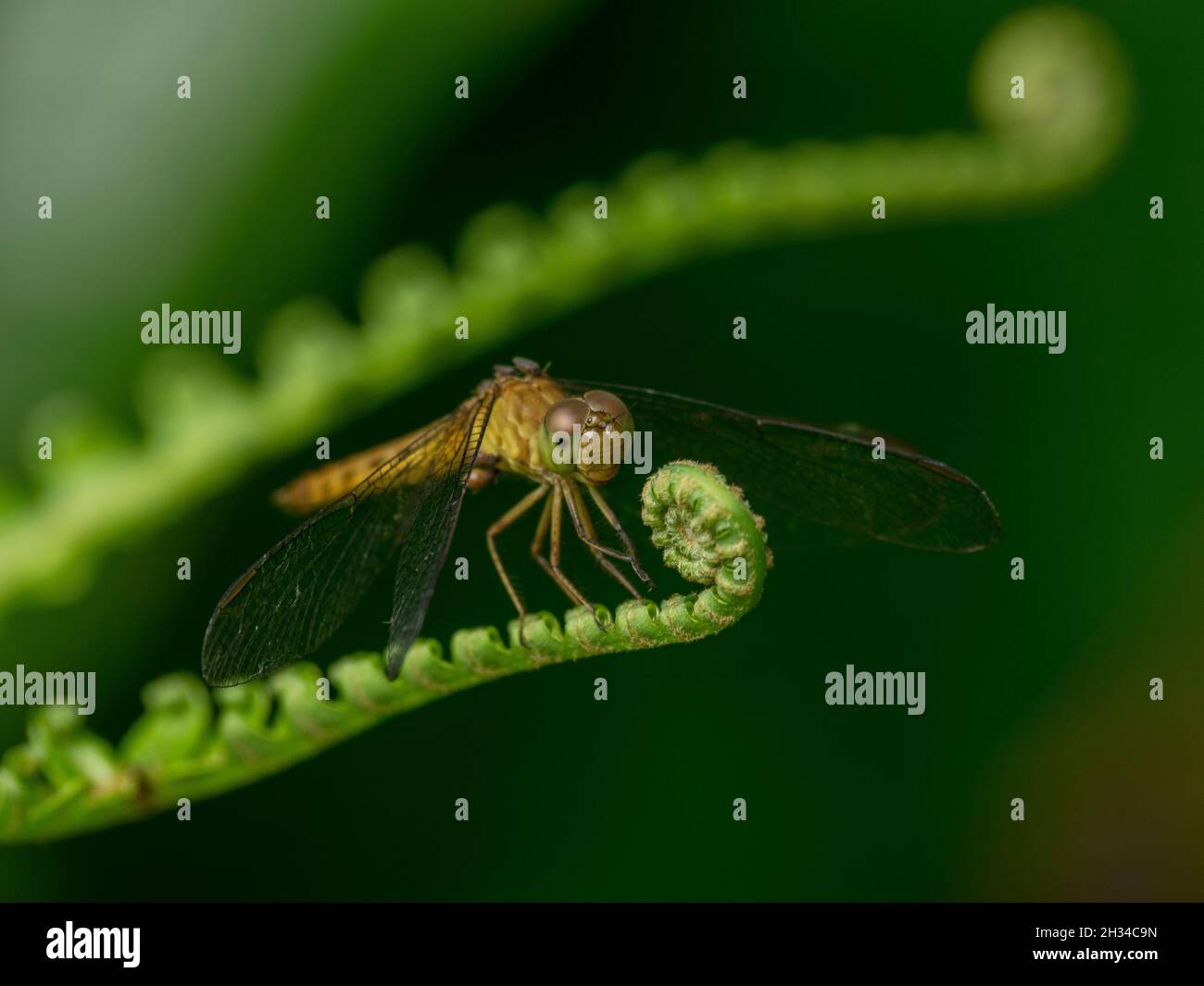Griffinflies hi-res stock photography and images - Alamy