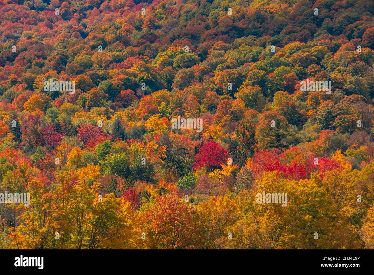 WARREN, VERMONT, USA - Fall foliage, autumn color in Mad River Valley ...