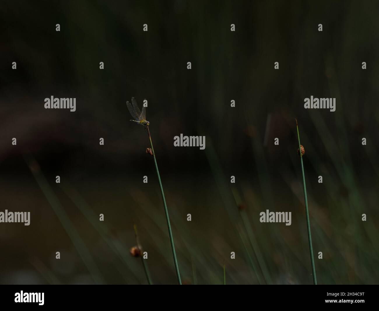 Griffinflies hi-res stock photography and images - Alamy