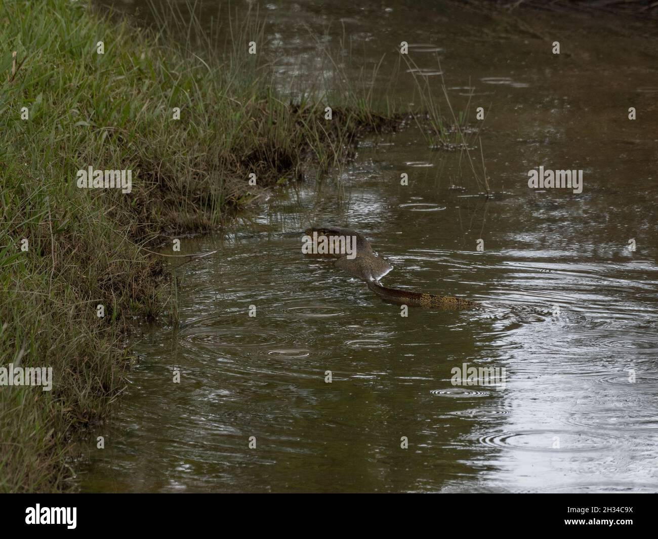 Asian water monitor Stock Photo - Alamy