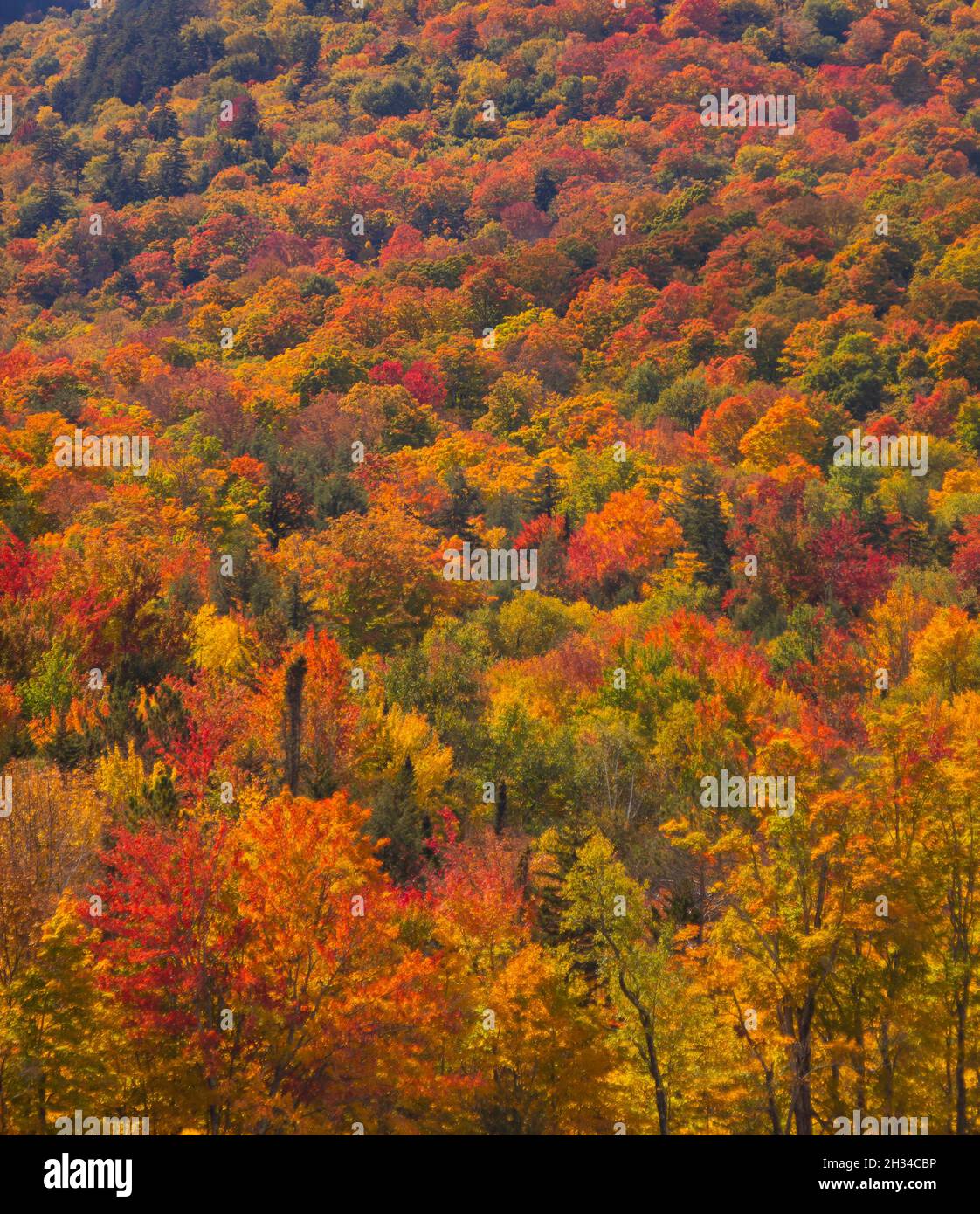 WARREN, VERMONT, USA - Fall foliage, autumn color in Mad River Valley ...