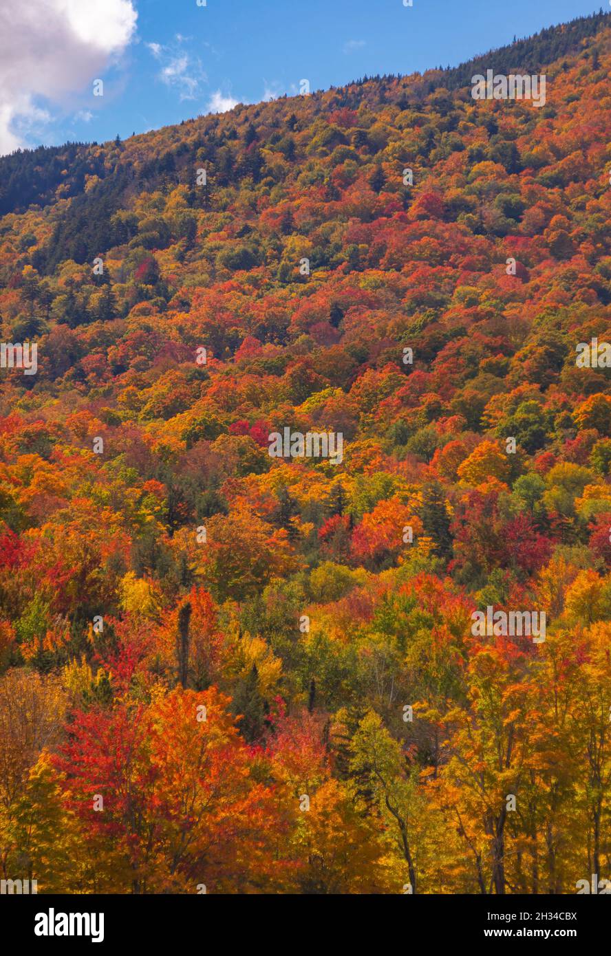 Green autumn plants hi-res stock photography and images - Alamy
