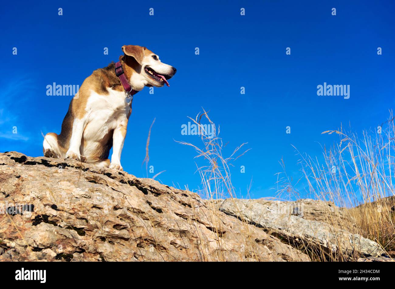 Silhouette wolf ears hi-res stock photography and images - Alamy