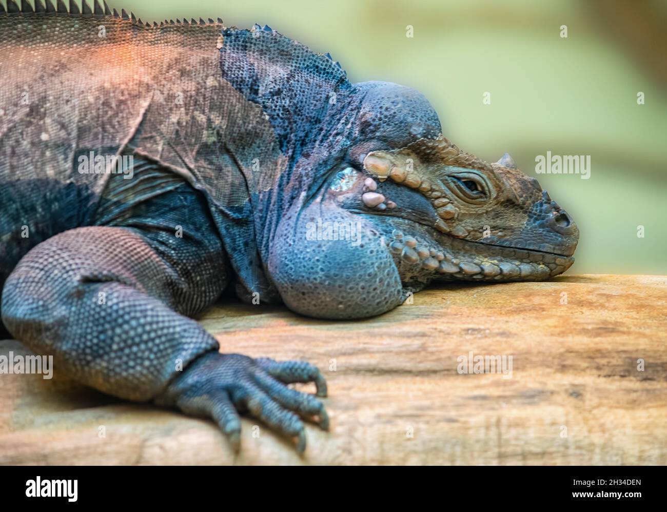 Closeup image of a rhinoceros iguana Stock Photo - Alamy