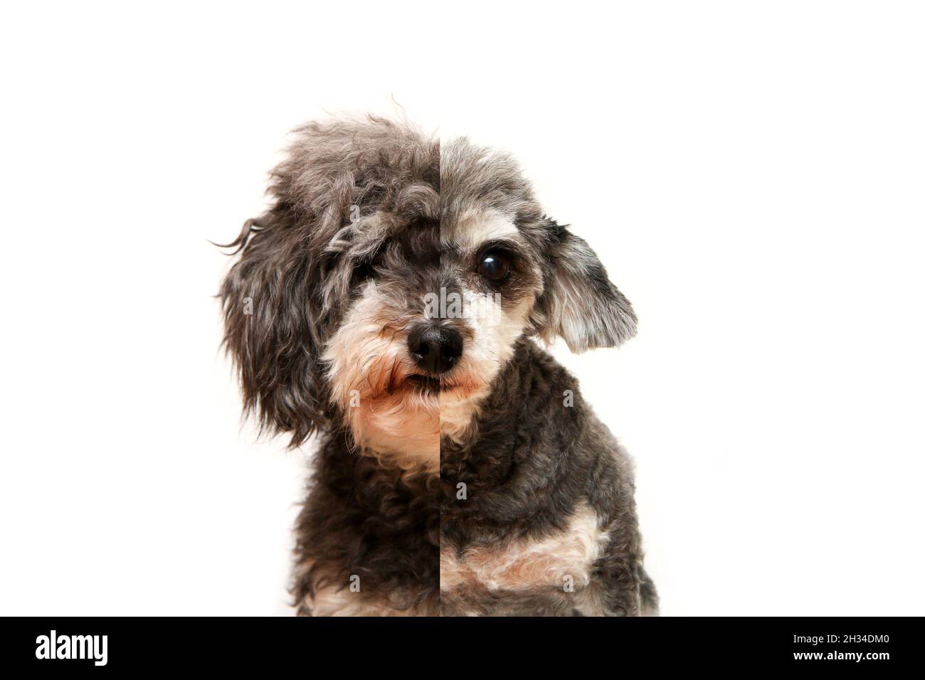 The comparative halved portrait picture of the cute curly dog. Half cut ...