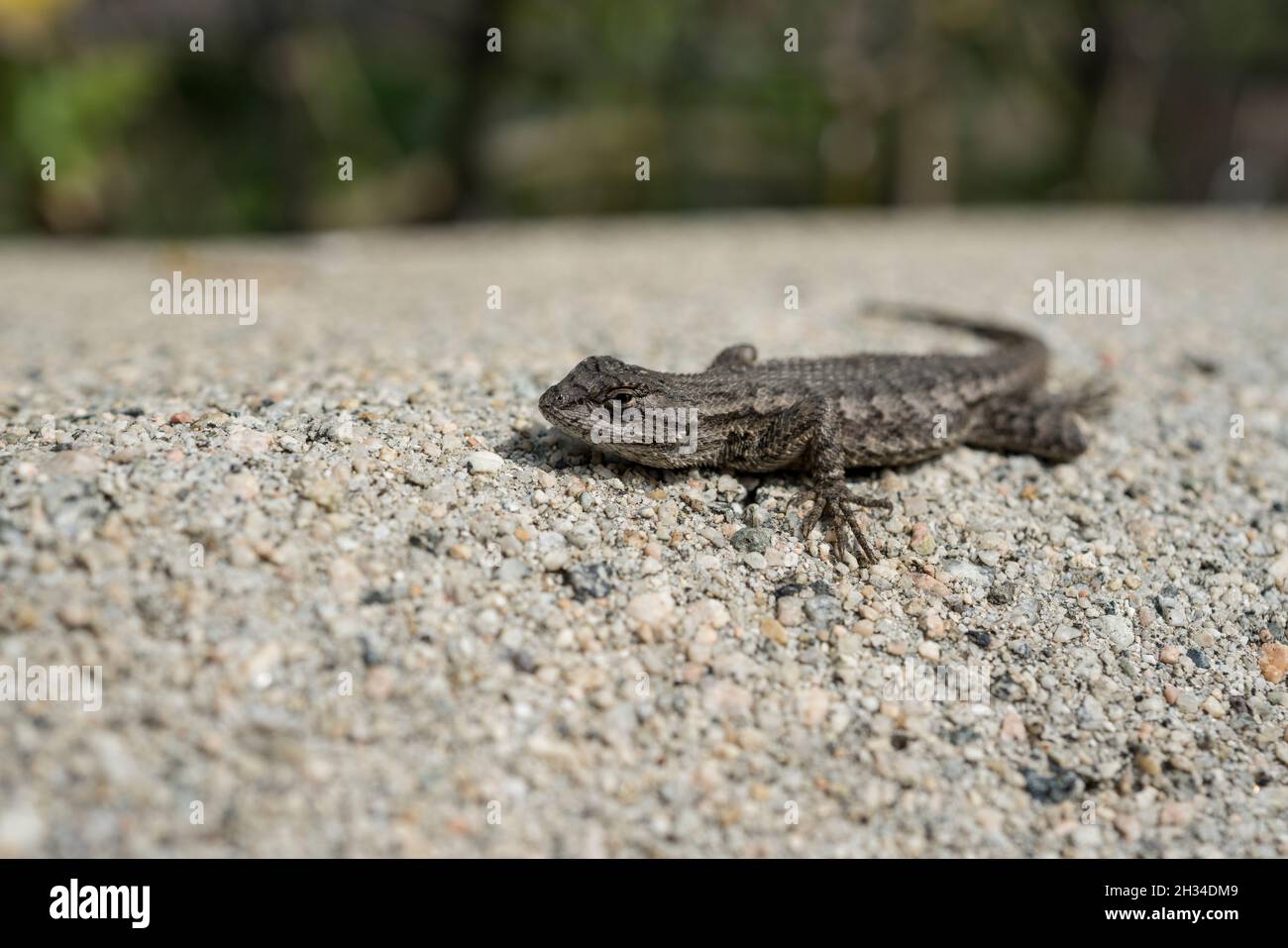Sit and wait predators hi-res stock photography and images - Alamy