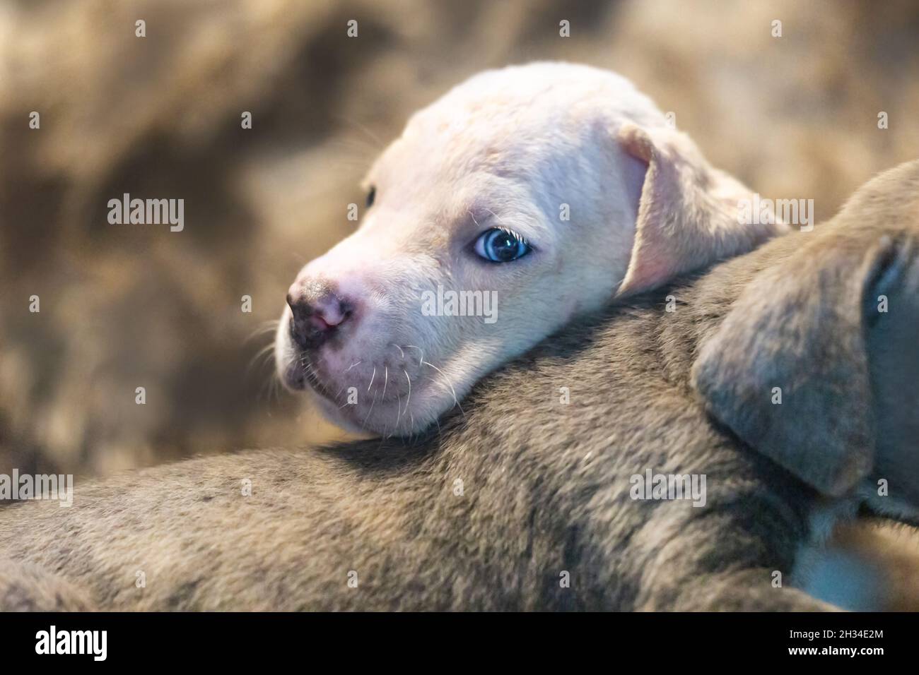 Portrait of a cute little 5 weeks old great dane puppy Stock Photo - Alamy