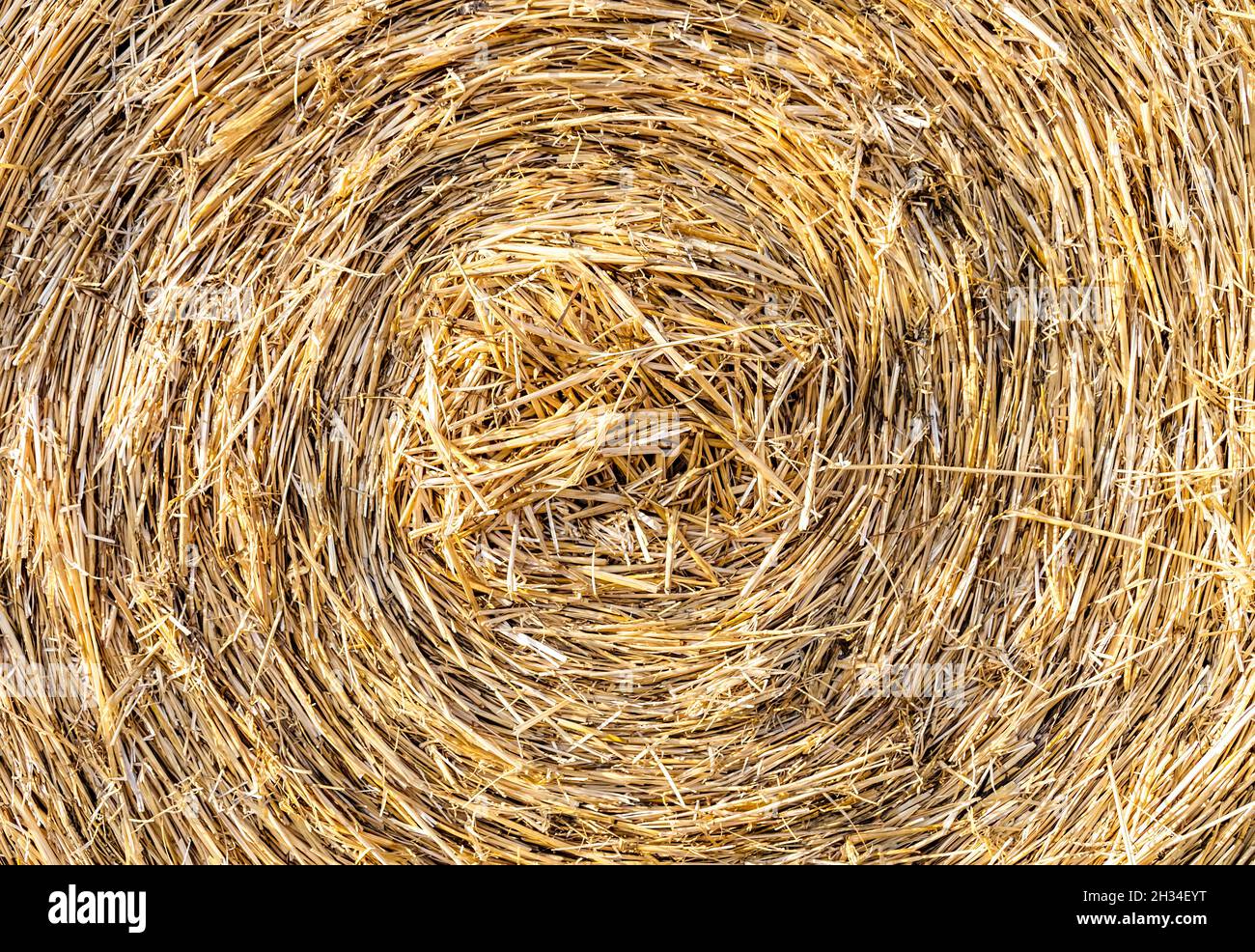 Close up of large round cylindrical straw or hay bale . Straw used as ...