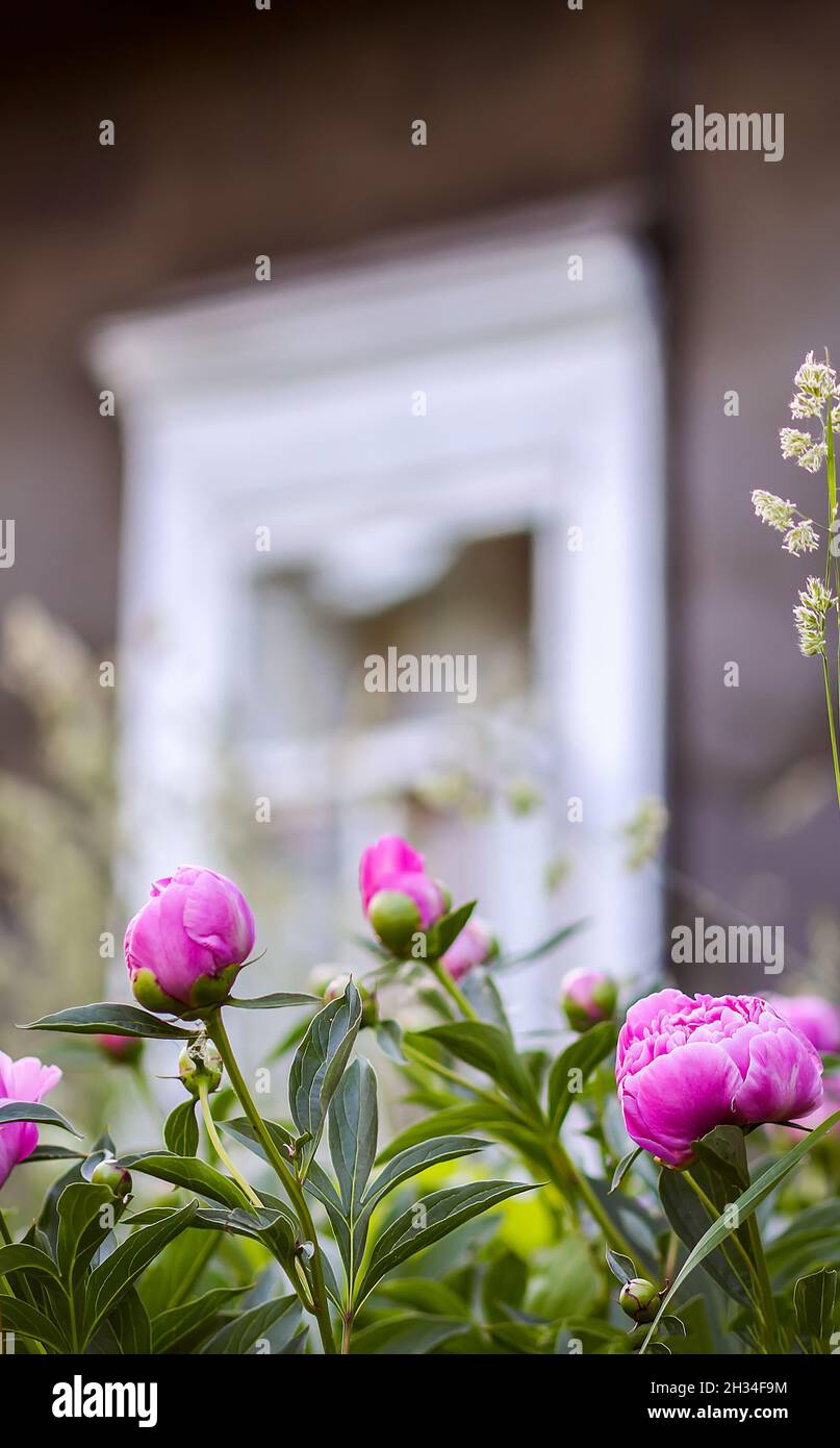 Beautiful spring peony flowers on rural wooden window background Stock ...