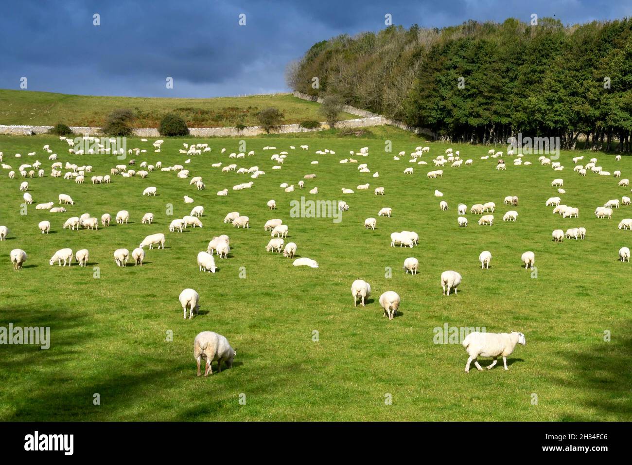 Flock sheep in large meadow hi-res stock photography and images - Alamy