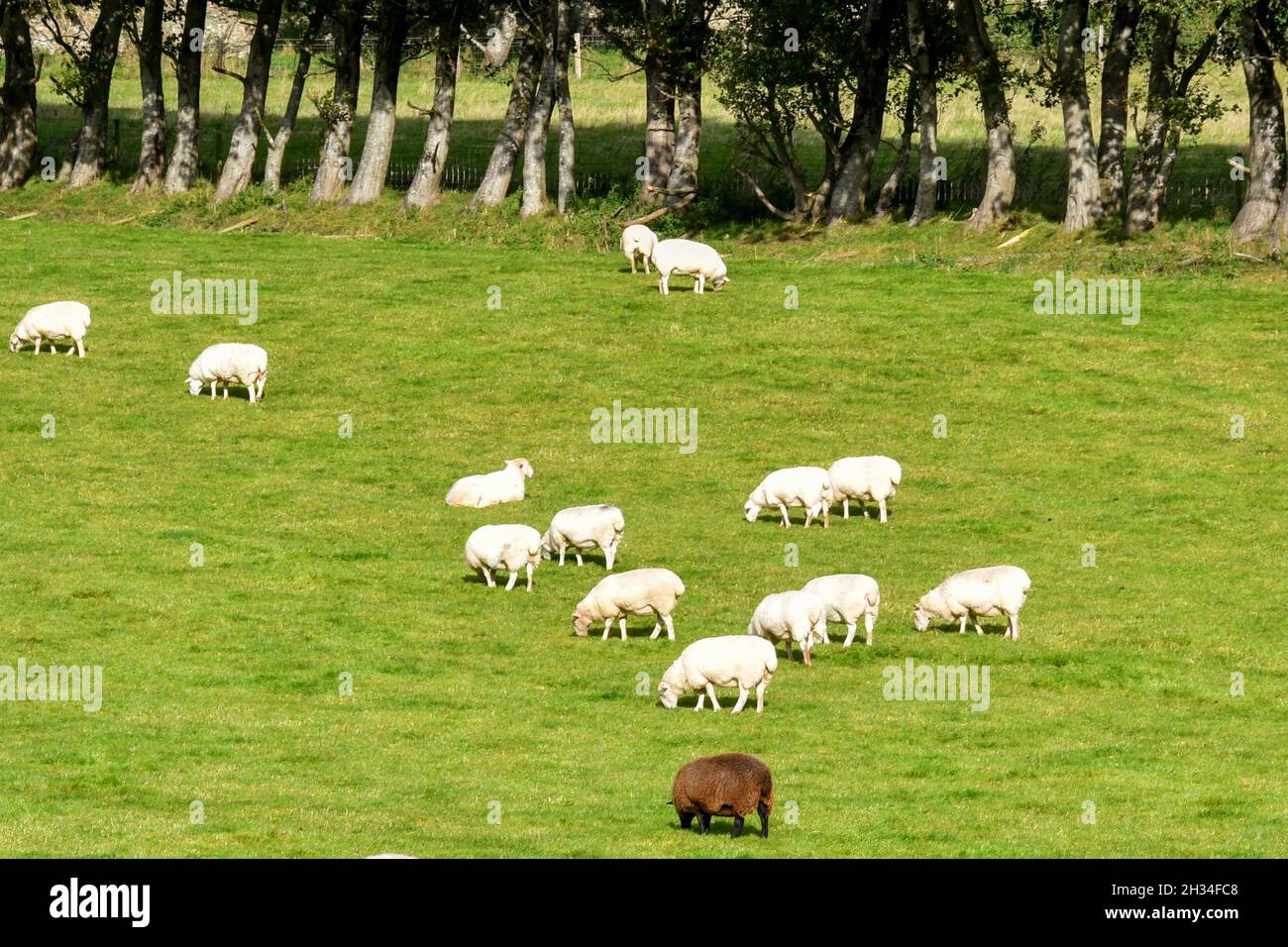 Flock of white sheep grazing in a farm field with one black ewe. No ...