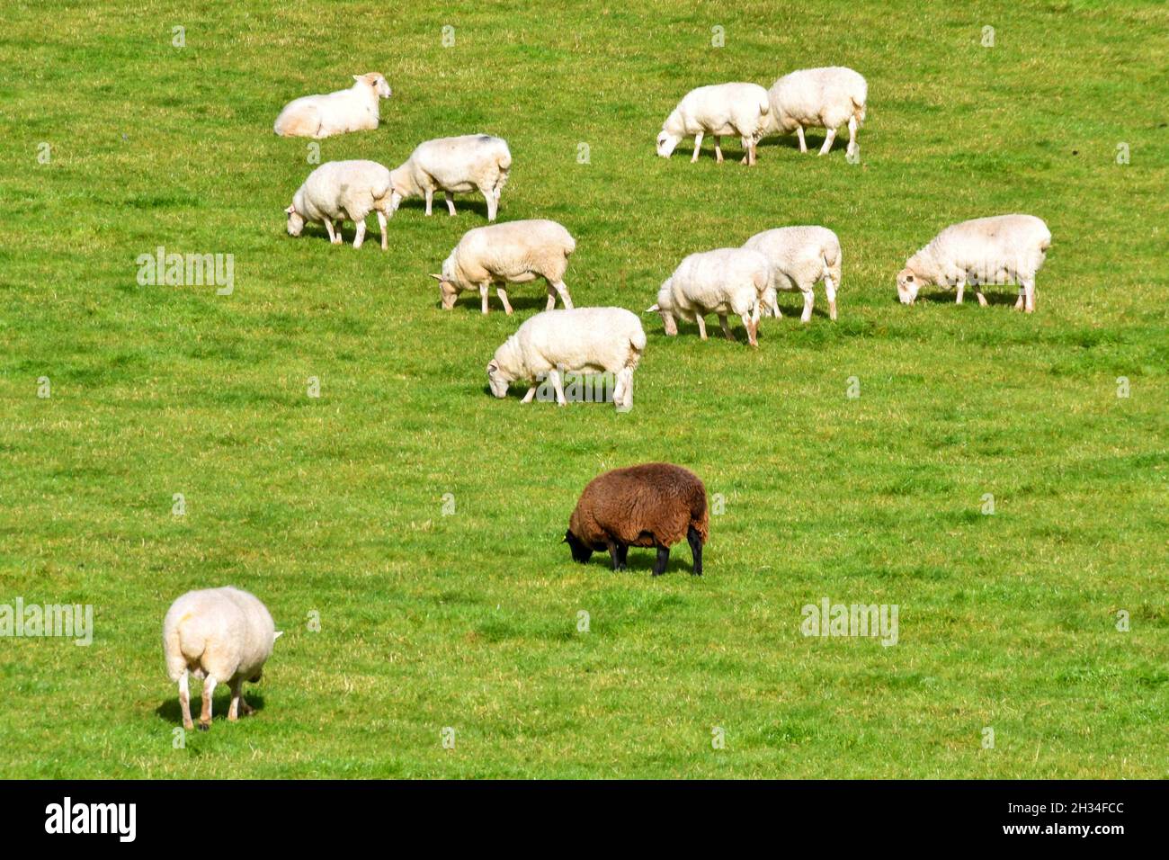 Flock of white sheep grazing in a farm field with one black ewe. No ...