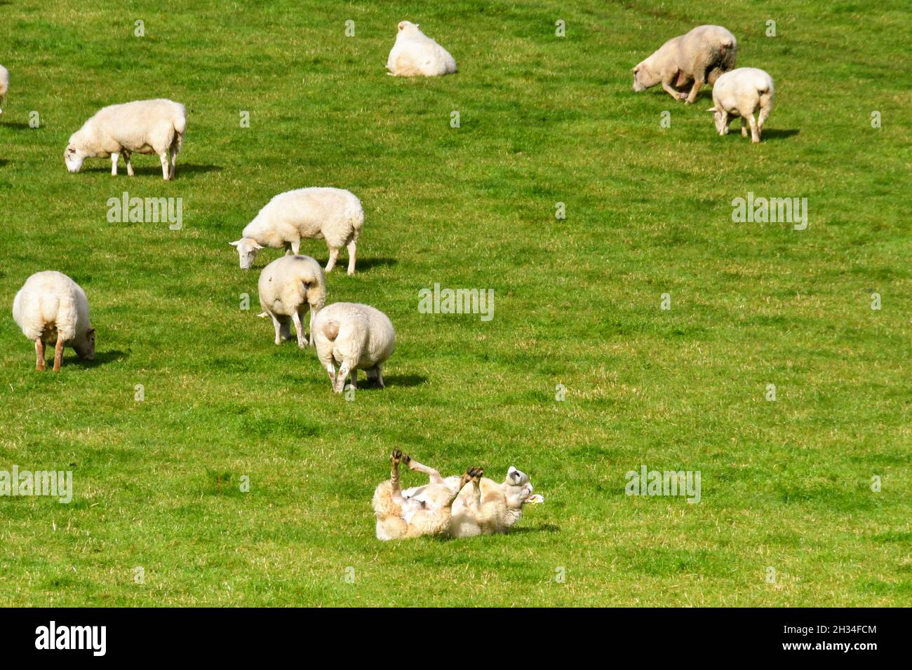 Ewe lying on its back hi-res stock photography and images - Alamy