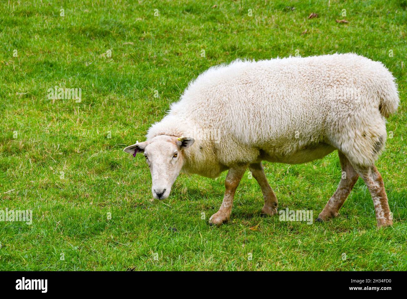Single sheep in grazing field hi-res stock photography and images - Alamy