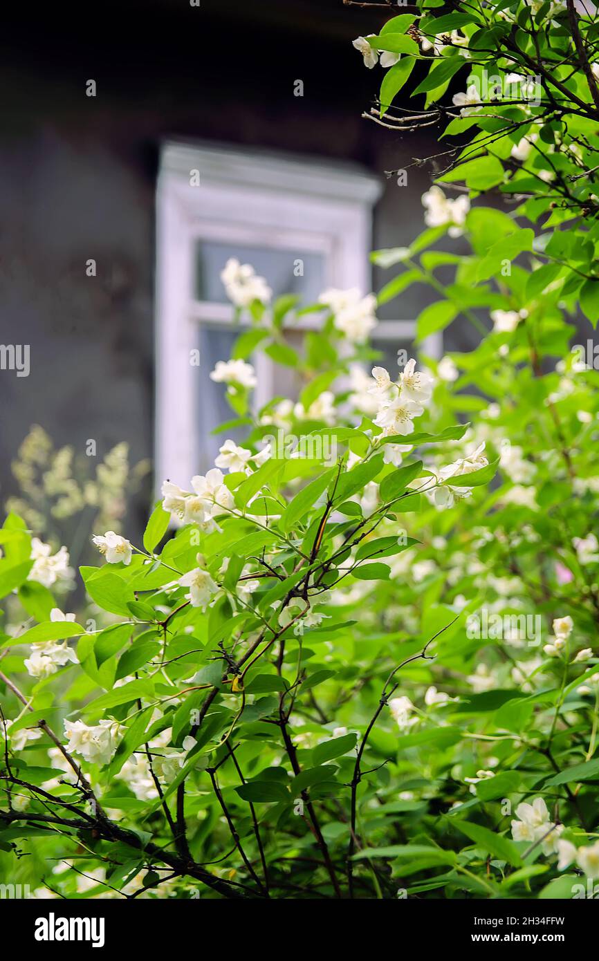 Beautiful spring jasmine flowers on rural wooden window background ...