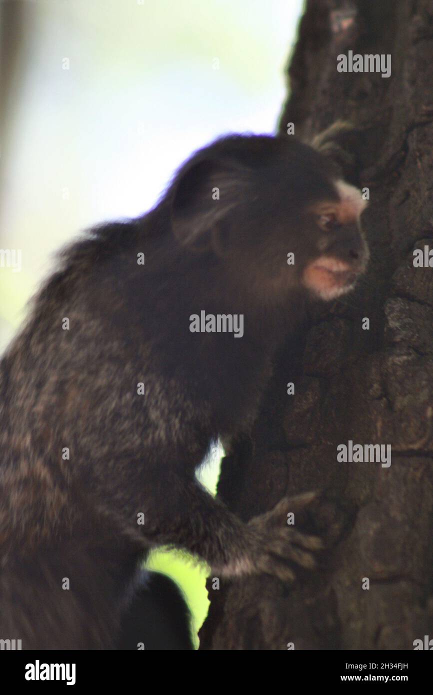 Common marmoset (Callithrix jacchus) on a tree in Rio de Janeiro ...