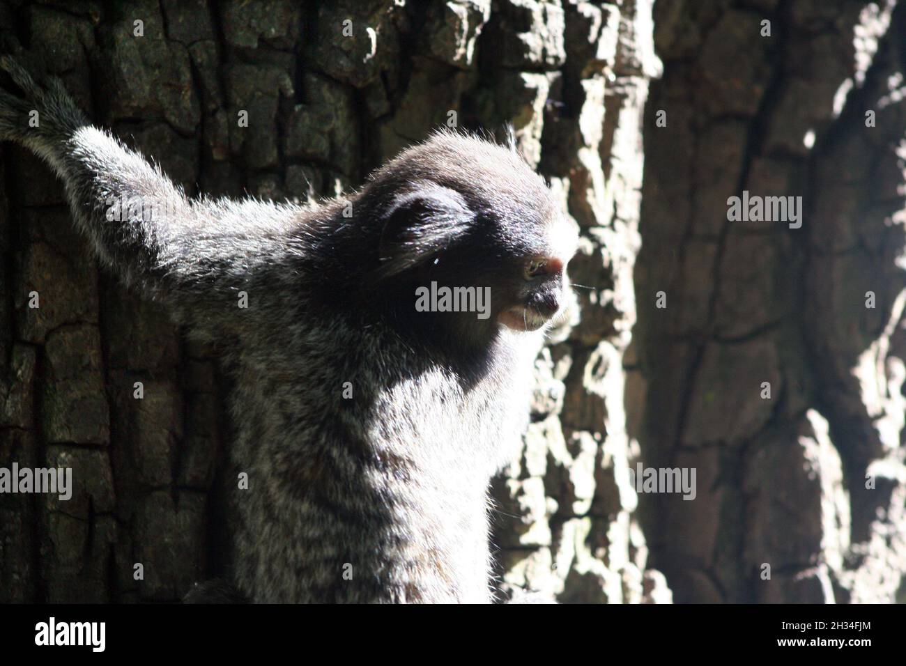 Common marmoset (Callithrix jacchus) on a tree in Rio de Janeiro ...