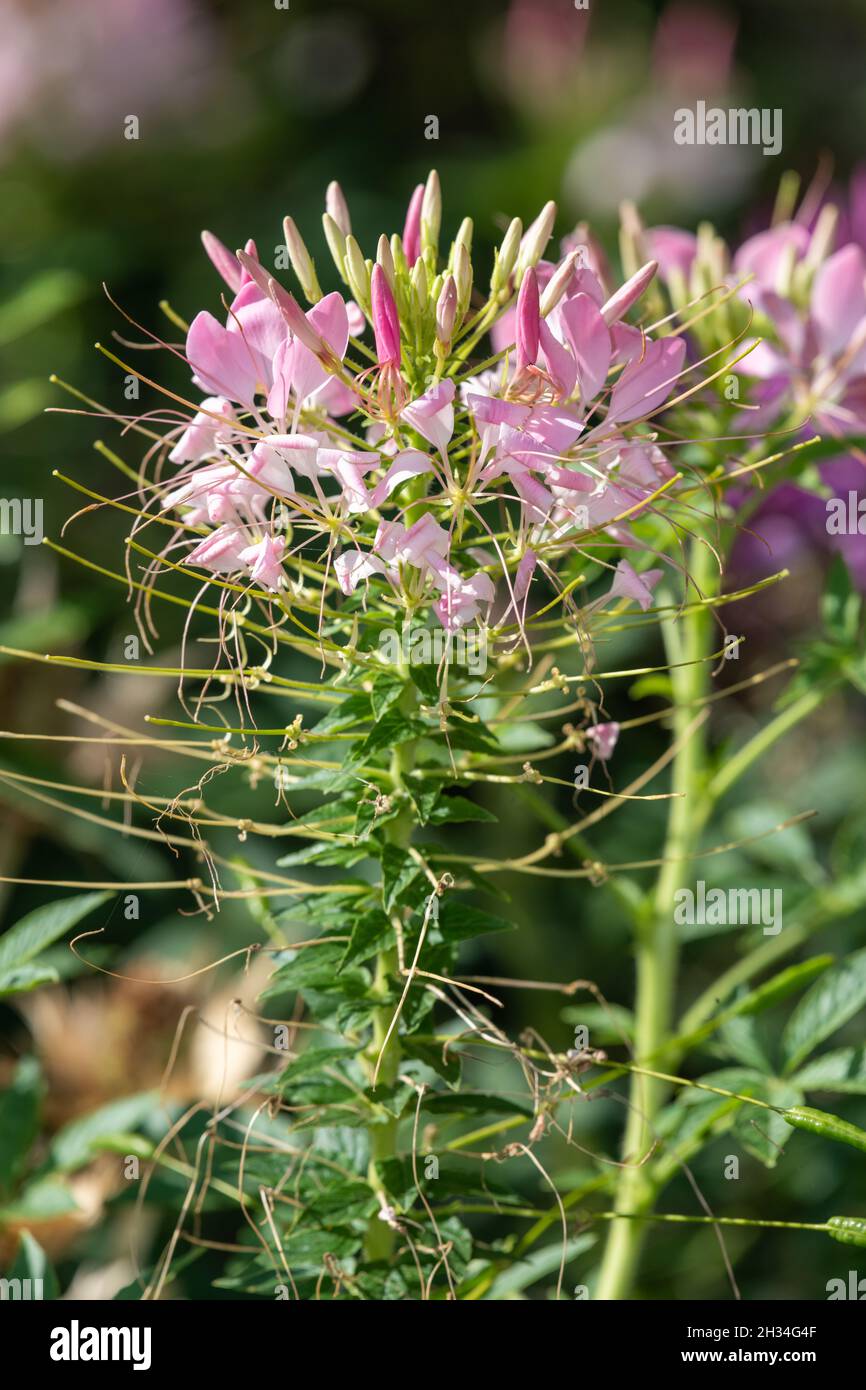 Close up of spider flowers (cleome hassleriana) in bloom Stock Photo ...