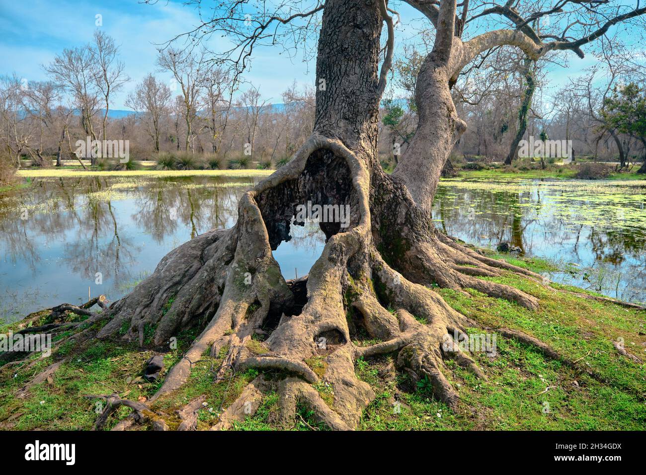Huge, dried and withered tree in floodplain (longoz ormani) forest in ...