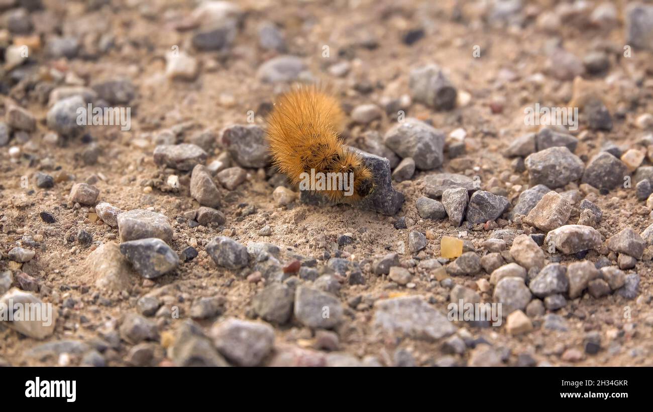 close up of a Ruby Tiger moth caterpillar (Phragmatobia fuliginosa ...