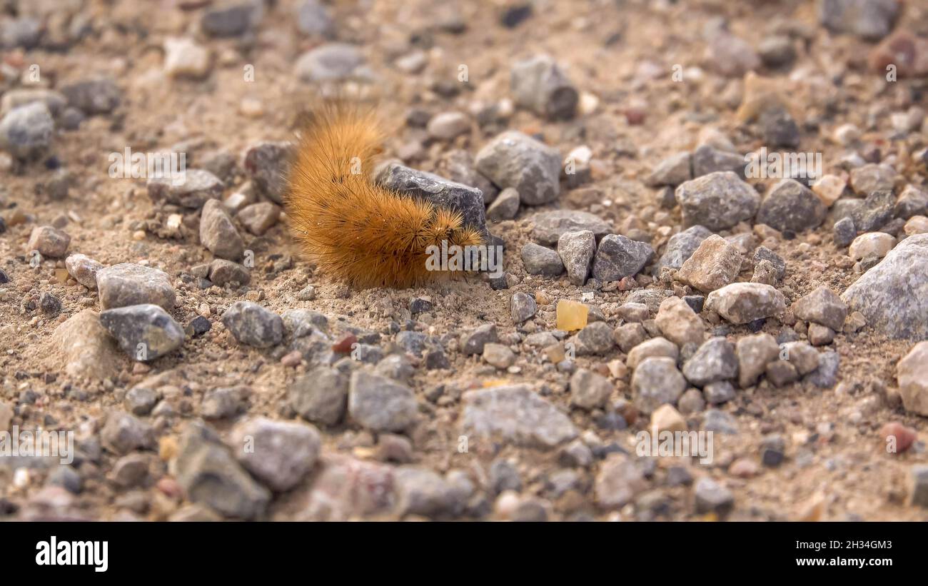 close up of a Ruby Tiger moth caterpillar (Phragmatobia fuliginosa ...