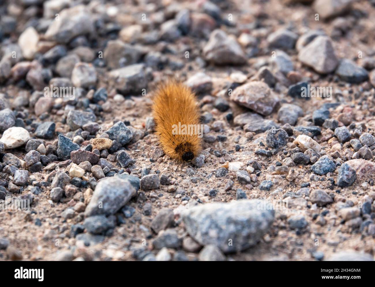 close up of a Ruby Tiger moth caterpillar (Phragmatobia fuliginosa ...