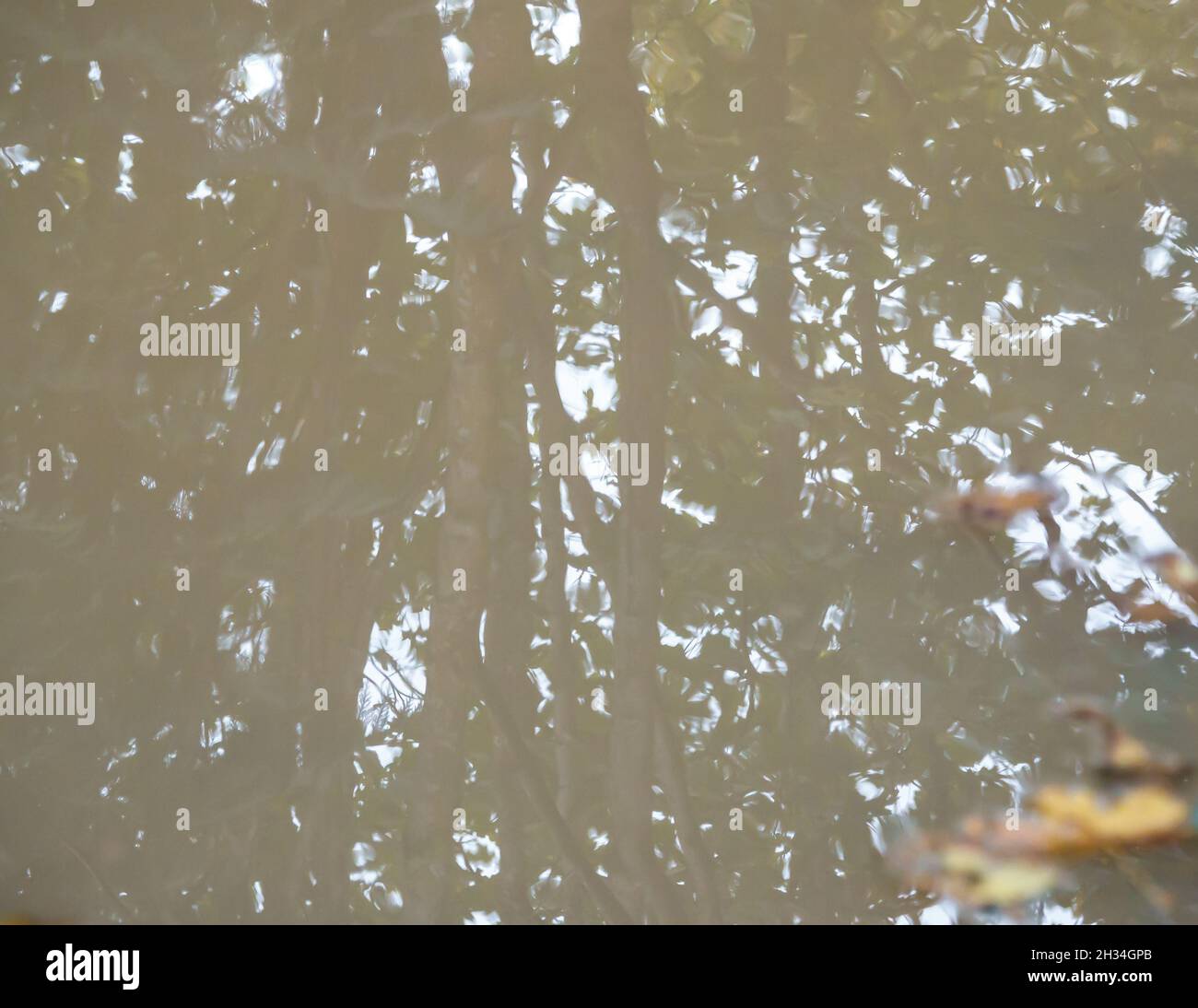 a reflection of woodland pine and fir trees in a still water pool Stock ...