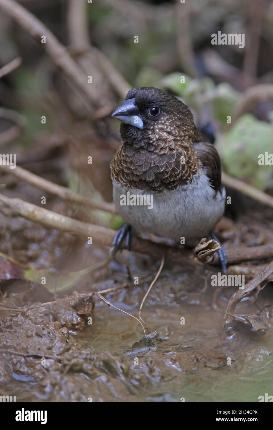 White rumped munia lonchura striata acuticauda adult hi-res stock ...