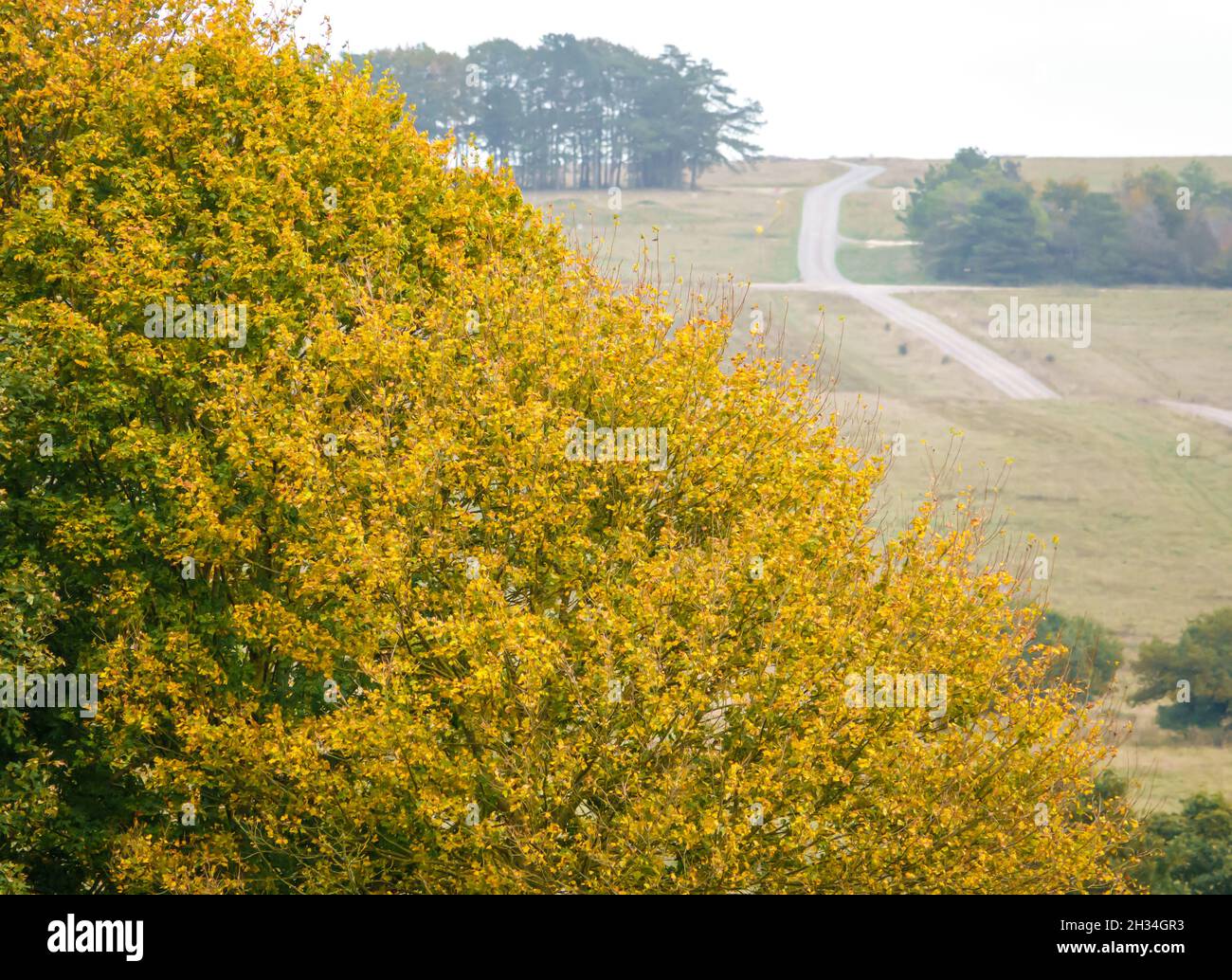 a mass of yellow beech tree leaves (Fagus sylvatica) cut diaganolly ...