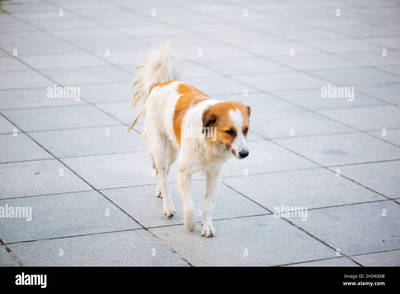 Angry dog running hi-res stock photography and images - Alamy