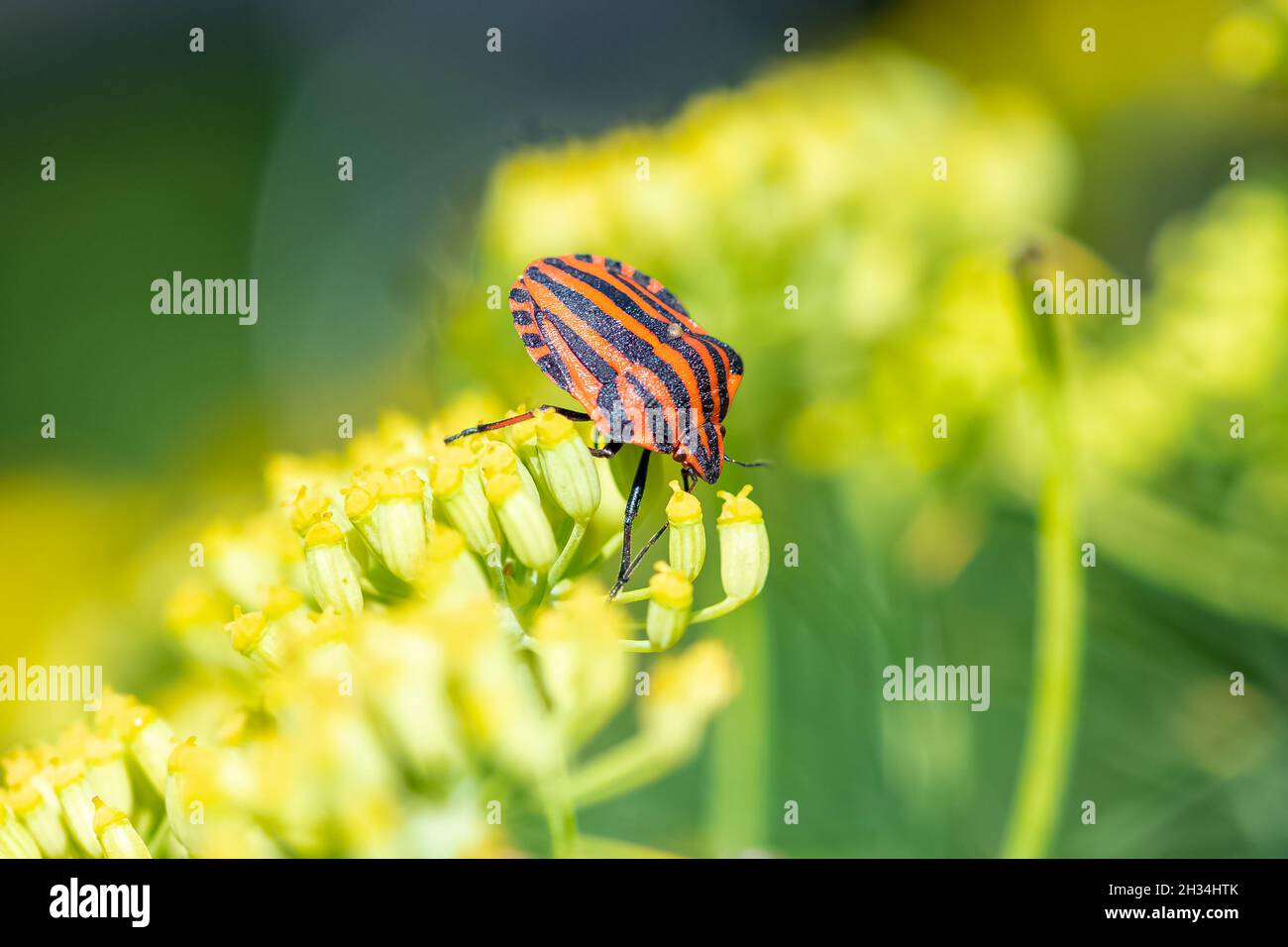 Striped bug, Graphosoma italicum, colorful insect on a fennel stem ...