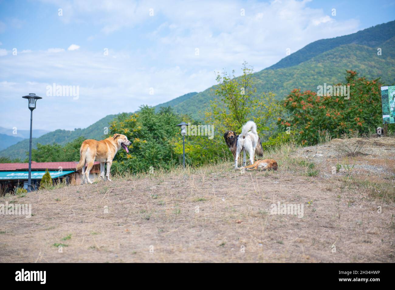 Many dogs hi-res stock photography and images - Alamy