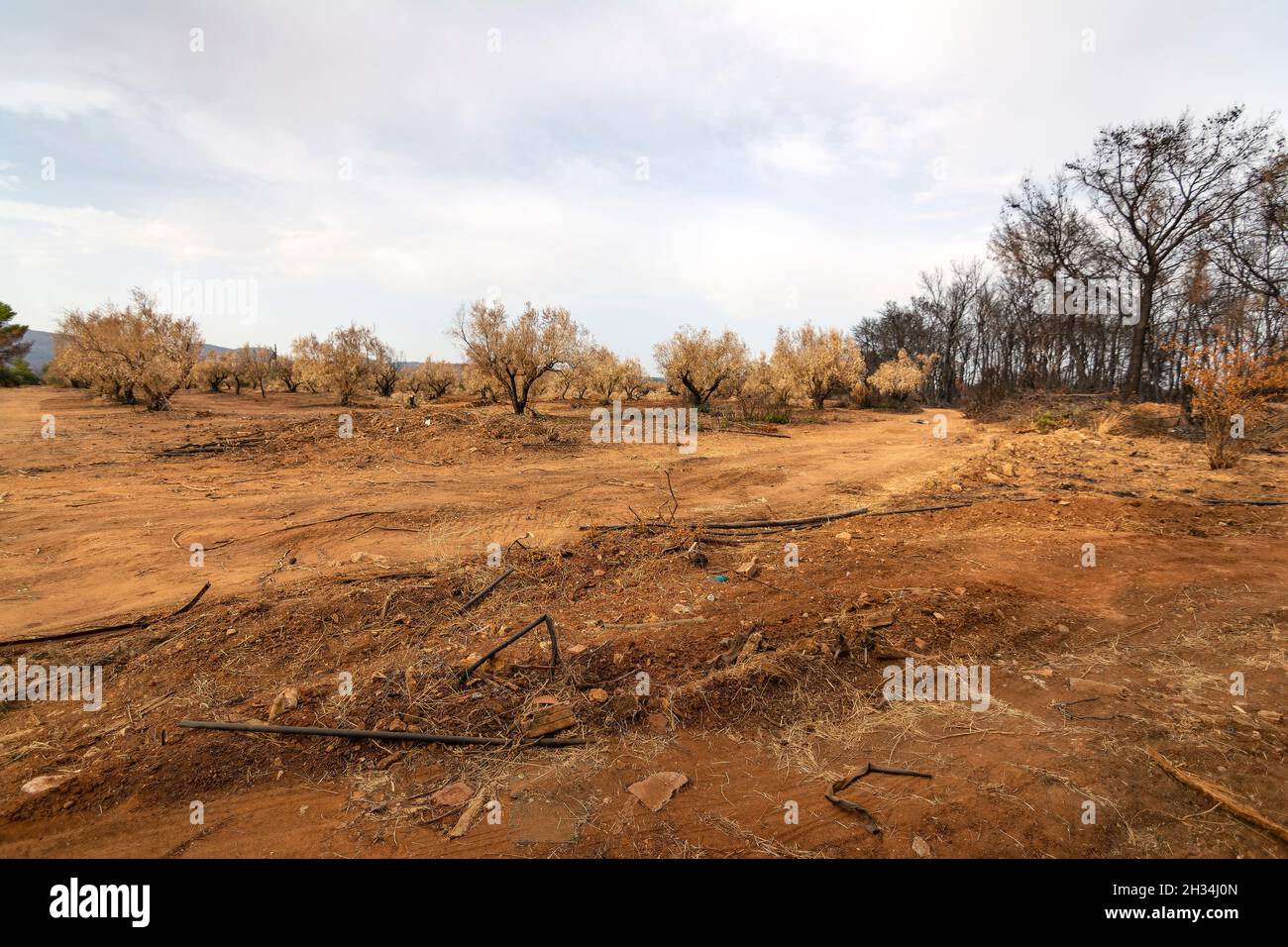 Burned olive trees in Attica, Greece, after the bushfires at Parnitha ...