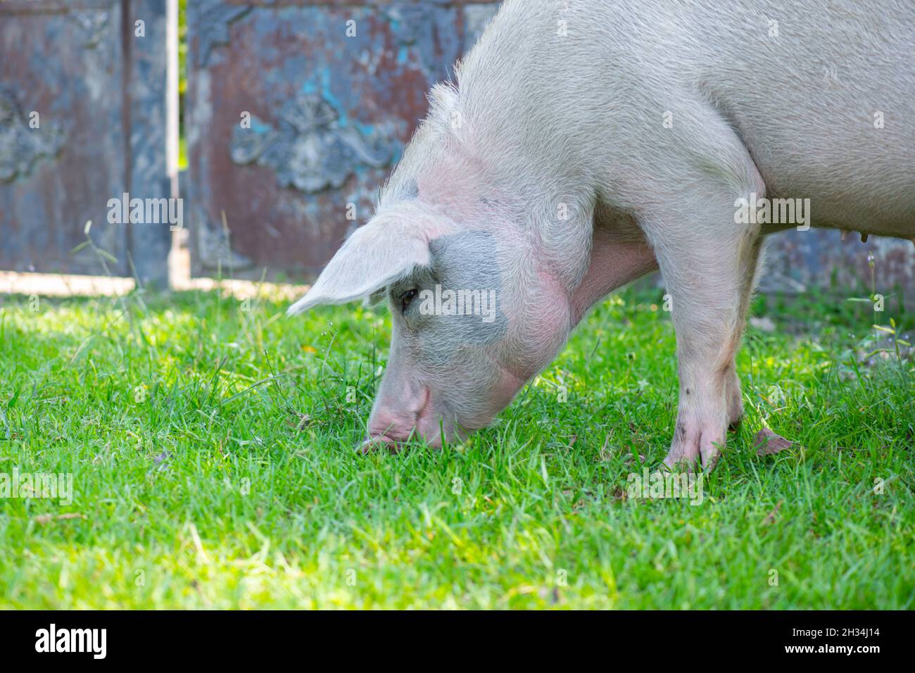 Pig eats hi-res stock photography and images - Alamy